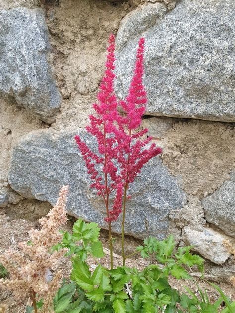 아스틸베 노루오줌 에키네시아 여름꽃 노지월동 반음지식물 네이버 블로그