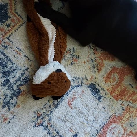 Fossilized Tampa Bay Coral Matched Pair Gorgeous Specimen Polished Face