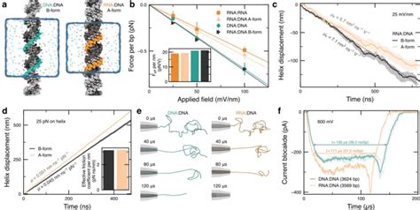 Simulations Of Dd And Rd Duplexes A All Atom Md Simulation Systems