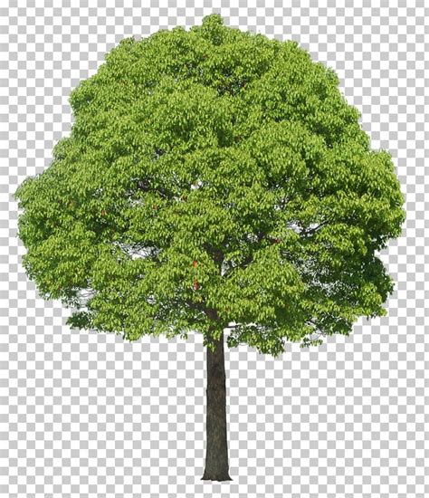 Tree Plant PNG Free Download In 2024 Trees To Plant Tree Photoshop Evergreen