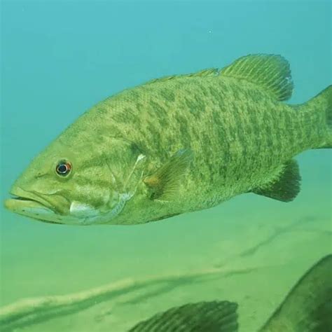 22 Lake Erie Fish Species Updated Pond Informer