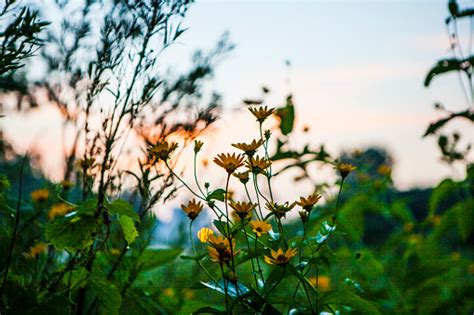 자연의 녹색 공원에서 자라는 노란 야생화는 자연 제품 광고를위한 배경및 복사 공간에서 따뜻한 봄 일출과 함께 성장 0명에 대한 스톡 사진 및 기타 이미지 Istock