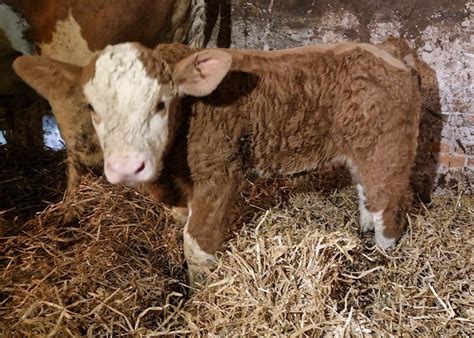 Vangsgaard Verner Pp Dansk Simmental