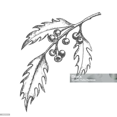 베리를 곁들인 홀리의 곡선 우아한 가지 그래픽 일러스트레이션 작곡은 엽서 포장지나 접시 새해 직물 및 스티커에 사용할 수 있습니다 크리스마스 장식용으로도 12월에 대한 스톡