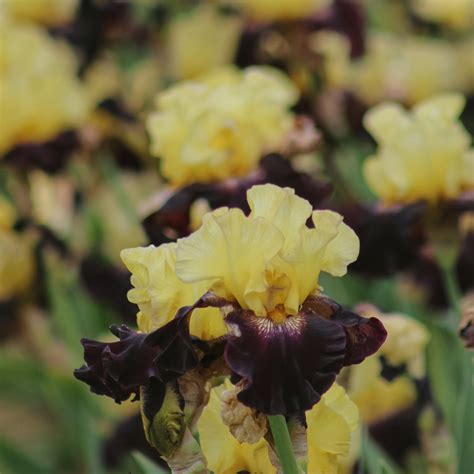Juggernaut Tall Bearded Iris Schreiners Gardens