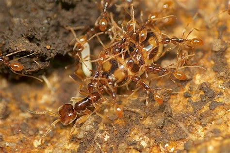 Old World Army Ants Ruthless Marauders Of The Ant Kingdom