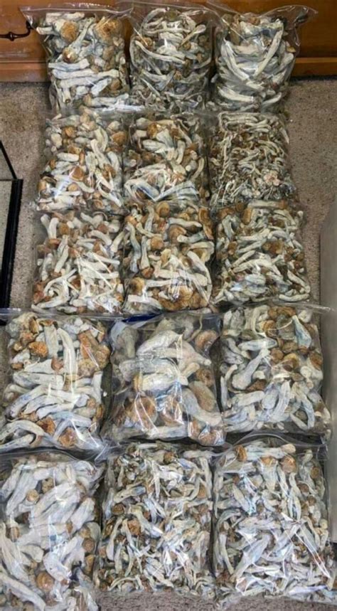 All Mushroom Types Available Gourmet Medicinal And Psychedelic Pychedelixshop