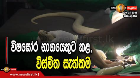 විෂඝෝර නාගයෙකුට කළ විස්මිත සැත්කම Youtube