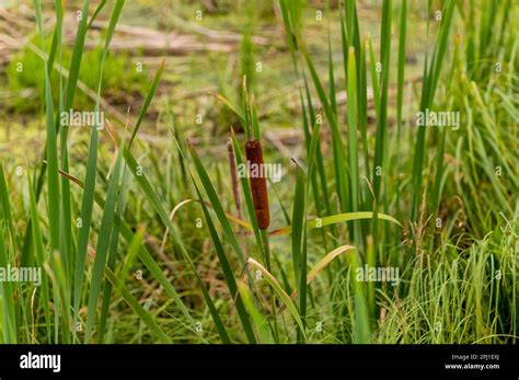 Broad Leaved Cattail Typha Latifolia Is Native Flower In North