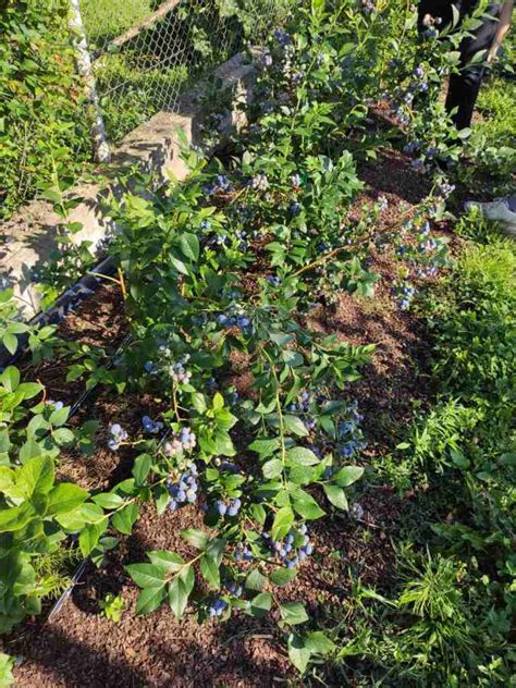 ЛОХИНА ГОЛУБИКА технологія живлення Агровіо Україна