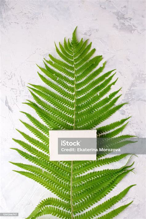 공예 용지와 흰색 테이블에 제로 폐기물 천연 화장품 제품 플랫 레이 유기농 솔리드 비누 및 샴푸 바 항균 수제 비누 개념 모의 유기농 세부 사항 고사리 브런치 0에 대한