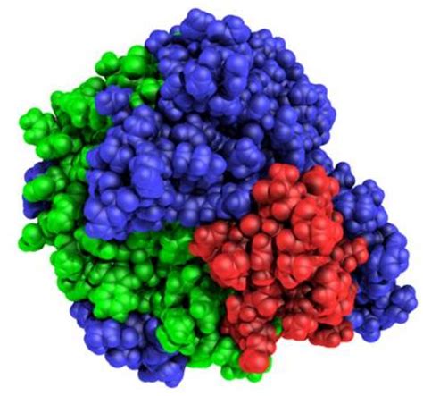 3 D Space Filling Model Of Eng [image] Eurekalert Science News Releases
