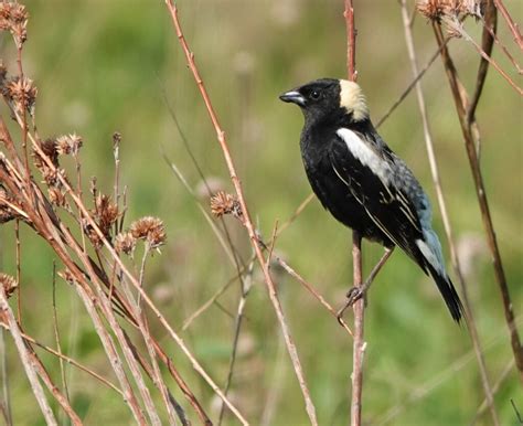 Bobolinks For Breakfast Great Bird Pics
