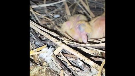 কবুতরের বাচ্চার বয়স তিন দিন হলো।আজকে চোখ ফুটেছে। 🕊️🕊️🕊️ Youtube