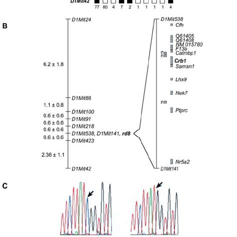 Genetic And Molecular Analysis Of The Rd8 Mutation A Haplotype