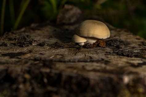 The Microbiomes Influence On Immunity Mental Health And Chronic Diseases Alejandras Life