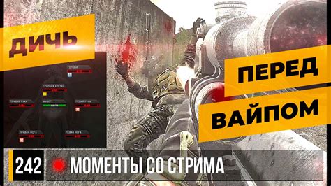 ДИЧЬ ПЕРЕД ВАЙПОМ • Escape From Tarkov №242 Youtube