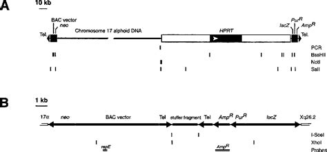 Figure 1 From Functional Complementation Of A Genetic Deficiency With Human Artificial