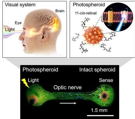 Researchers Develop Artificial Neural Circuit For Visual Function With