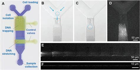 An Integrated Micronanofluidic Device Fabricated By Soft Lithography Download Scientific