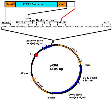 2 Schematic Of The Pxpg Itga2 Promoter Plasmid Lowermost Is The