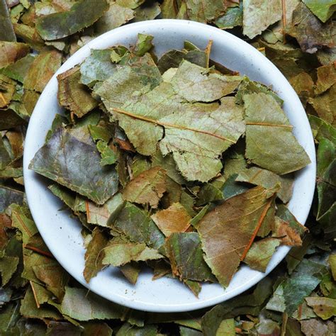 Soursop Leaf Tea Tea Life Buy Soursop Leaf Tea