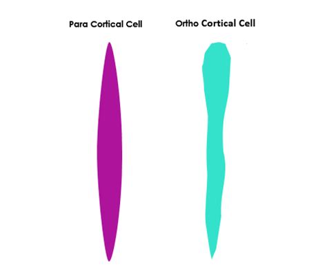 Cortical Cells Curly Hair Lounge