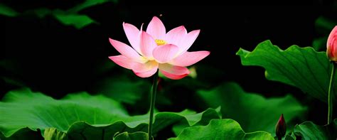 花卉 壁纸高清