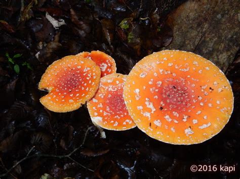 ベニタングタケ紅天狗茸