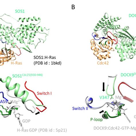Gef Small Gtpase Complex Structures And Their Interacting Interface Download Scientific