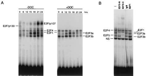 Control Of E2f3 Dna Binding Activity Following Stimulation Of Cell Download Scientific Diagram