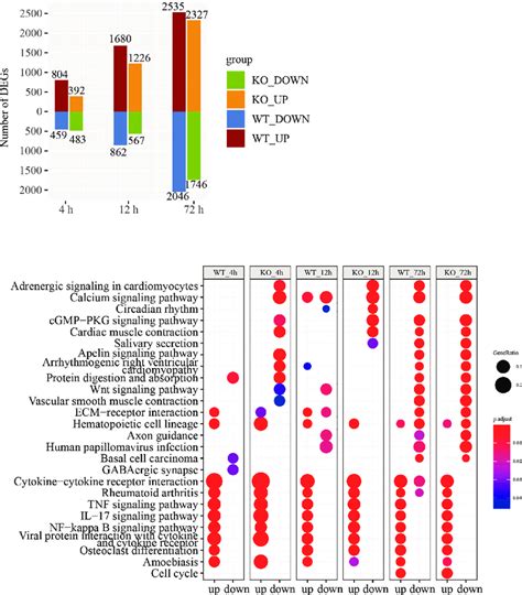 Degs Analysis Of Rna Seq In Lung Tissue Of Csf2a Ko Mice And Wt Mice
