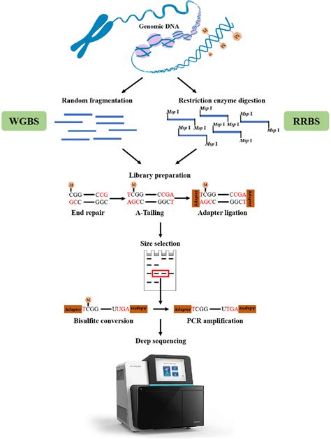 Figure 2 From Dna Methylation Methods Global Dna Methylation And Methylomic Analyses
