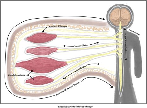 Supraclavicular Nerve Cadaver