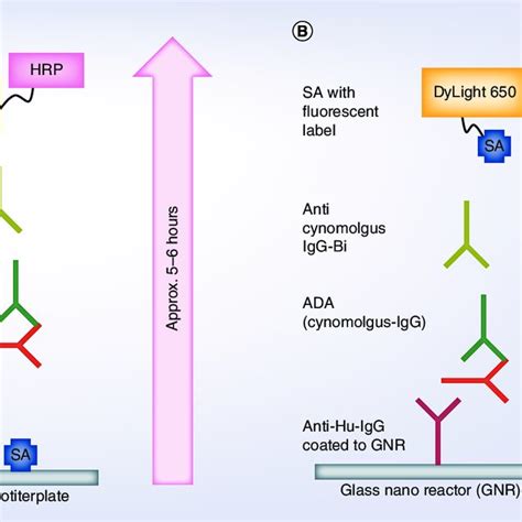 Qualification Parameters For Immune Complex Assay Download Table