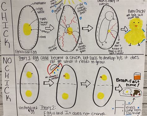 Anchor Charts Why And How To Use Them