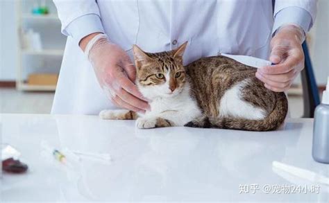 主人需要了解的猫咪疾病知识猫下尿路疾病FLUTD 知乎