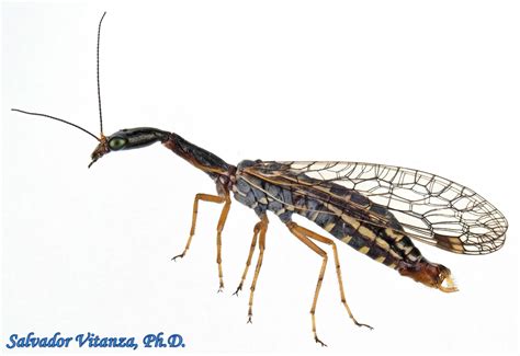 Raphidioptera Raphidiidae Alena Minuta Snakeflies Male C Urban