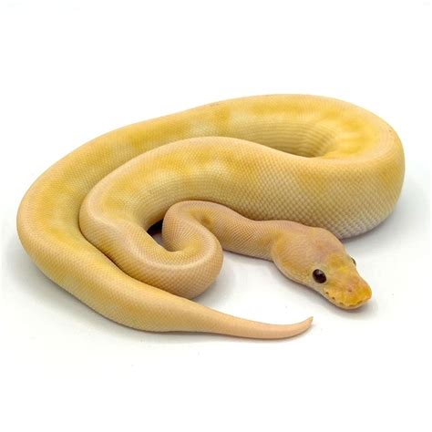 Pastel Enchi Mimosa Ball Python Big Baby Female
