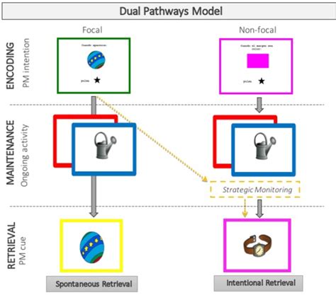 Graphical Representation Of The Dual Pathways Model Proposed By Download Scientific Diagram