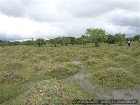 Wadamunai Wadamune Megalithic Burial Site