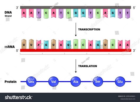 Transcription Translation Process Copying Segment Dna Stock Vector Royalty Free 2095449601