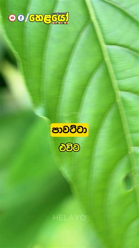 නිදිකුම්බා කියන්නේ වටිනාකම කියල නිම කරන්න බැරි ඖෂධයක් නිදිකුම්බා කියන්නේ වටිනාකම කියල නිම