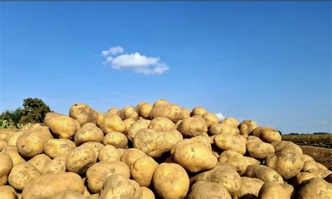 Jedilni Krompir Ugodno