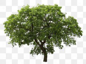 Tree Rendering PNG X Px Tree Architectural Rendering Art Branch Computer Graphics
