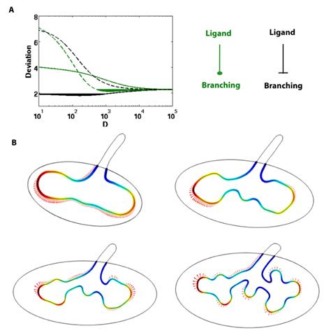 A Diffusion Based Geometry Effect Results In Patterns Similar To Those Download Scientific