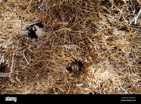 Sociable Weaver Philetairus Socius Looking Out Of Nest Bird Nest Colony In Tree Etosha