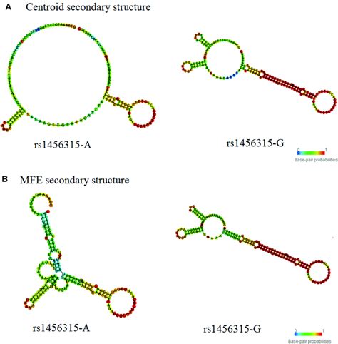 The Rnafold Algorithm In Silico Predicting The Genotypic Impact Of