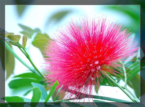 【朱缨花摄影图片】惠州生态摄影太平洋电脑网摄影部落