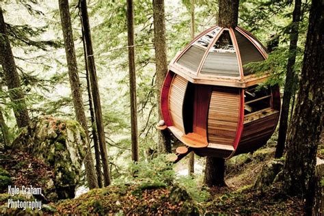 Suspended Wooden Pod Cabin Built Around Tree Trunk